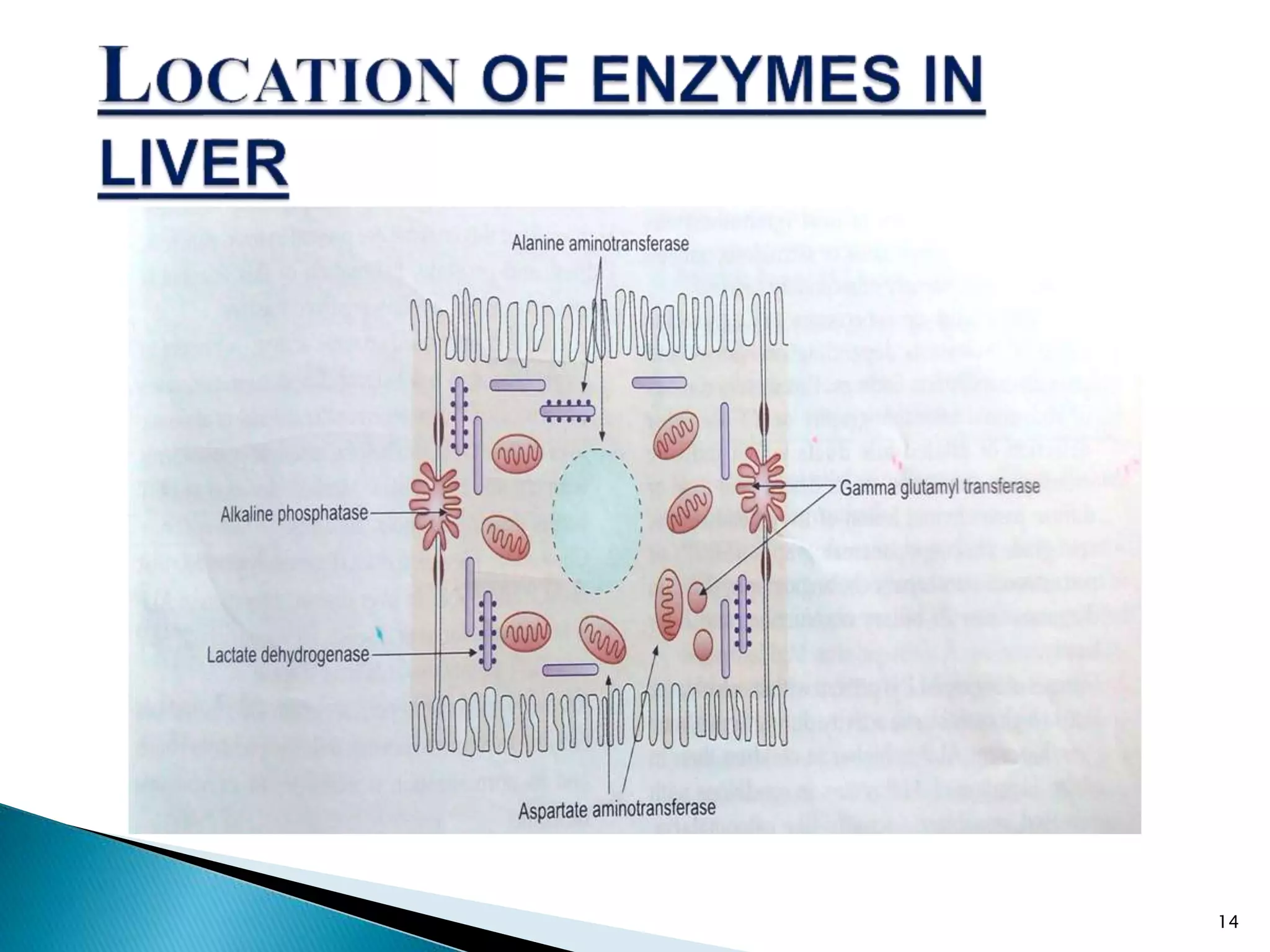 LIVER FUNCTION TEST (ENZYME PART) | PPTX