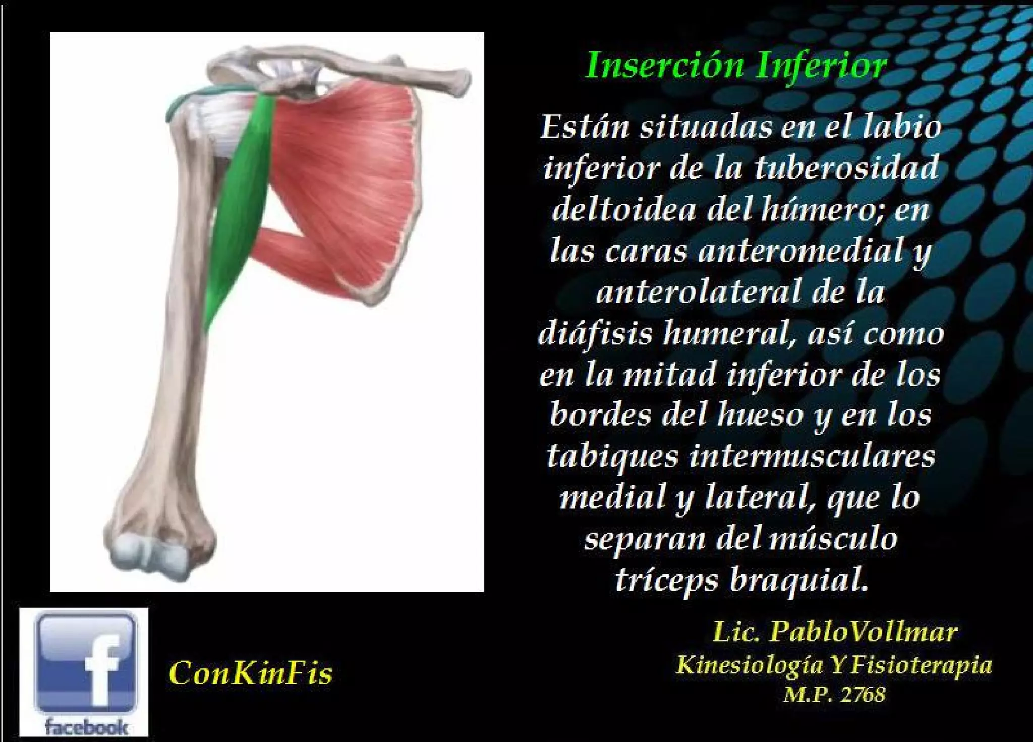 Anatomia Biceps Braquial | PPT
