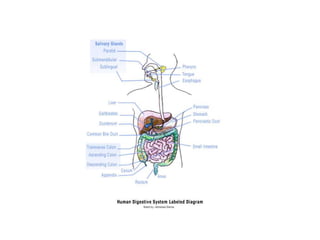 Abba Deborah powerpoint.pptx