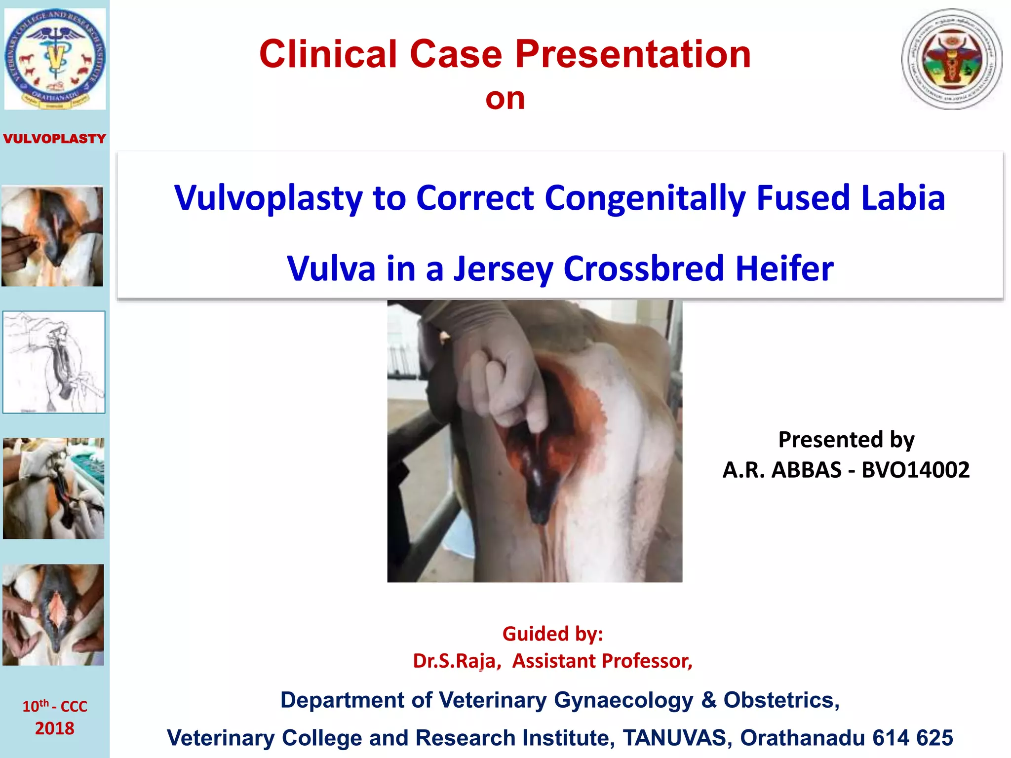 Vulvoplasty to Correct Congenitally Fused Labia Vulva in a Jersey ...