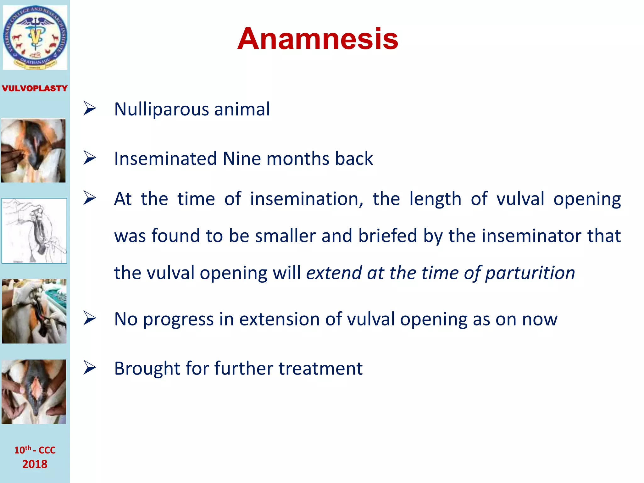 Vulvoplasty to Correct Congenitally Fused Labia Vulva in a Jersey ...