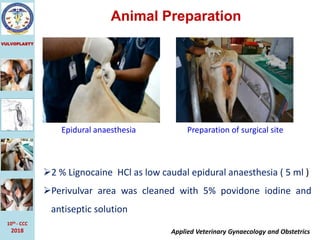 Vulvoplasty to Correct Congenitally Fused Labia Vulva in a Jersey ...