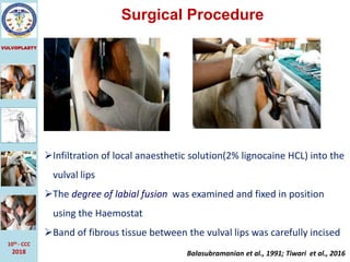 Vulvoplasty to Correct Congenitally Fused Labia Vulva in a Jersey ...