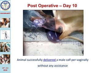 Vulvoplasty to Correct Congenitally Fused Labia Vulva in a Jersey ...