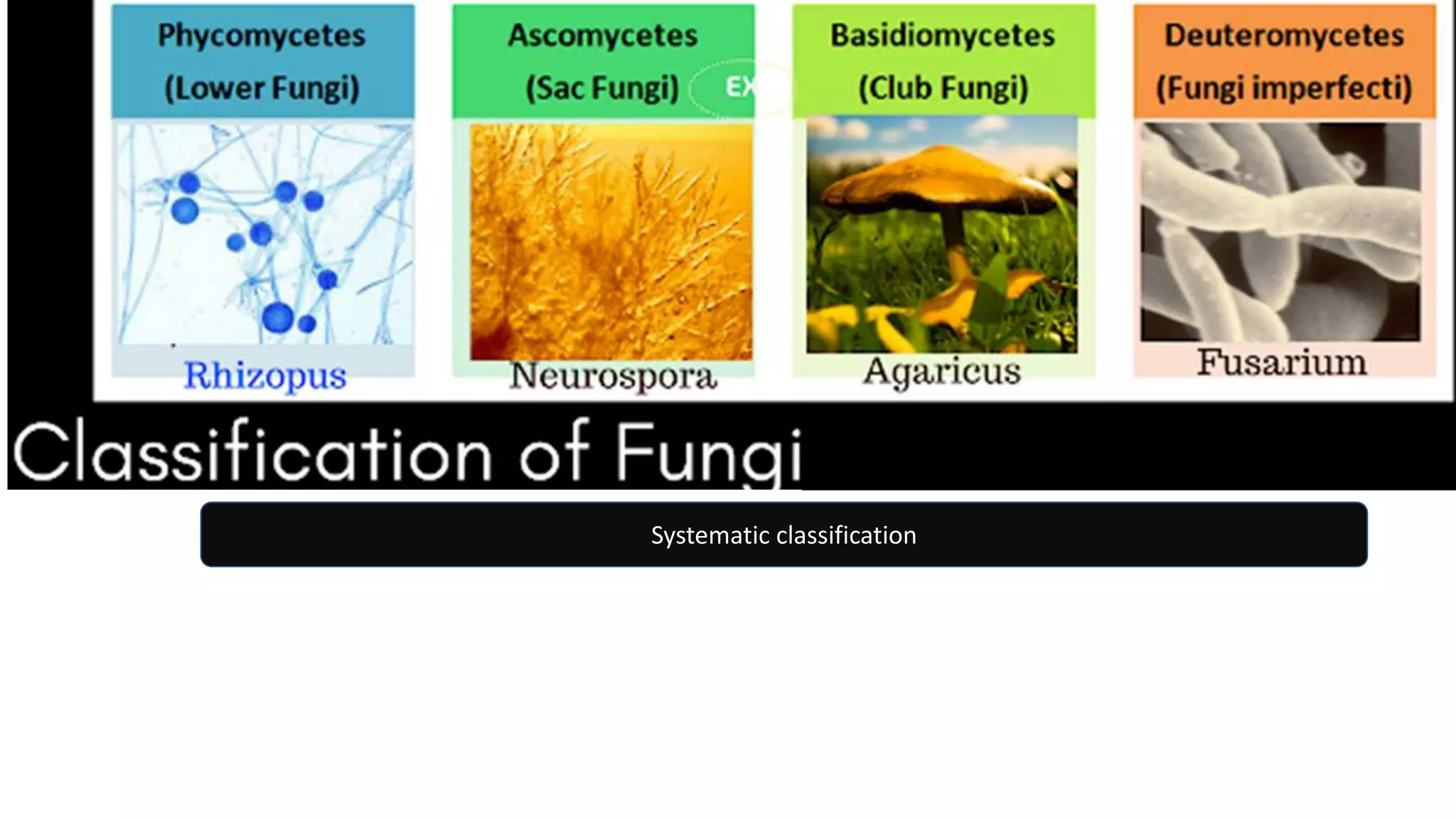 laboratory diagnosis of fungal inections | PPTX