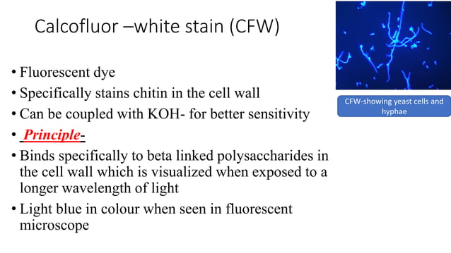 laboratory diagnosis of fungal inections | PPTX
