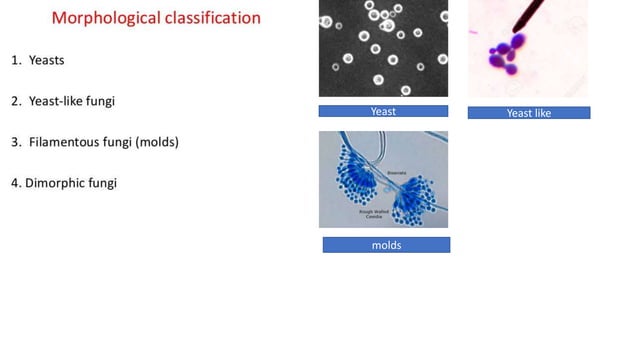 laboratory diagnosis of fungal inections | PPTX