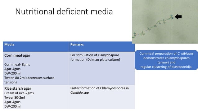 laboratory diagnosis of fungal inections | PPTX
