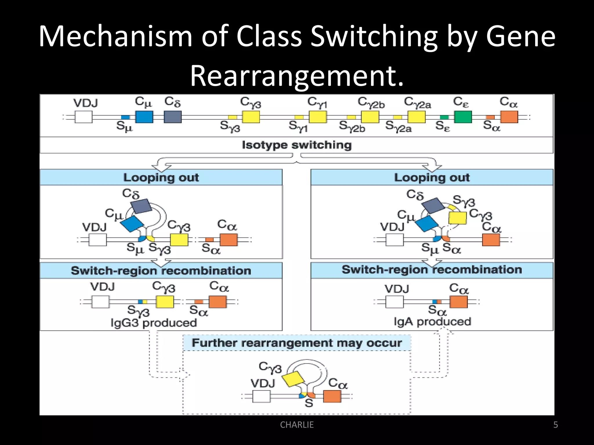 Antibody class switch ppt | PPTX