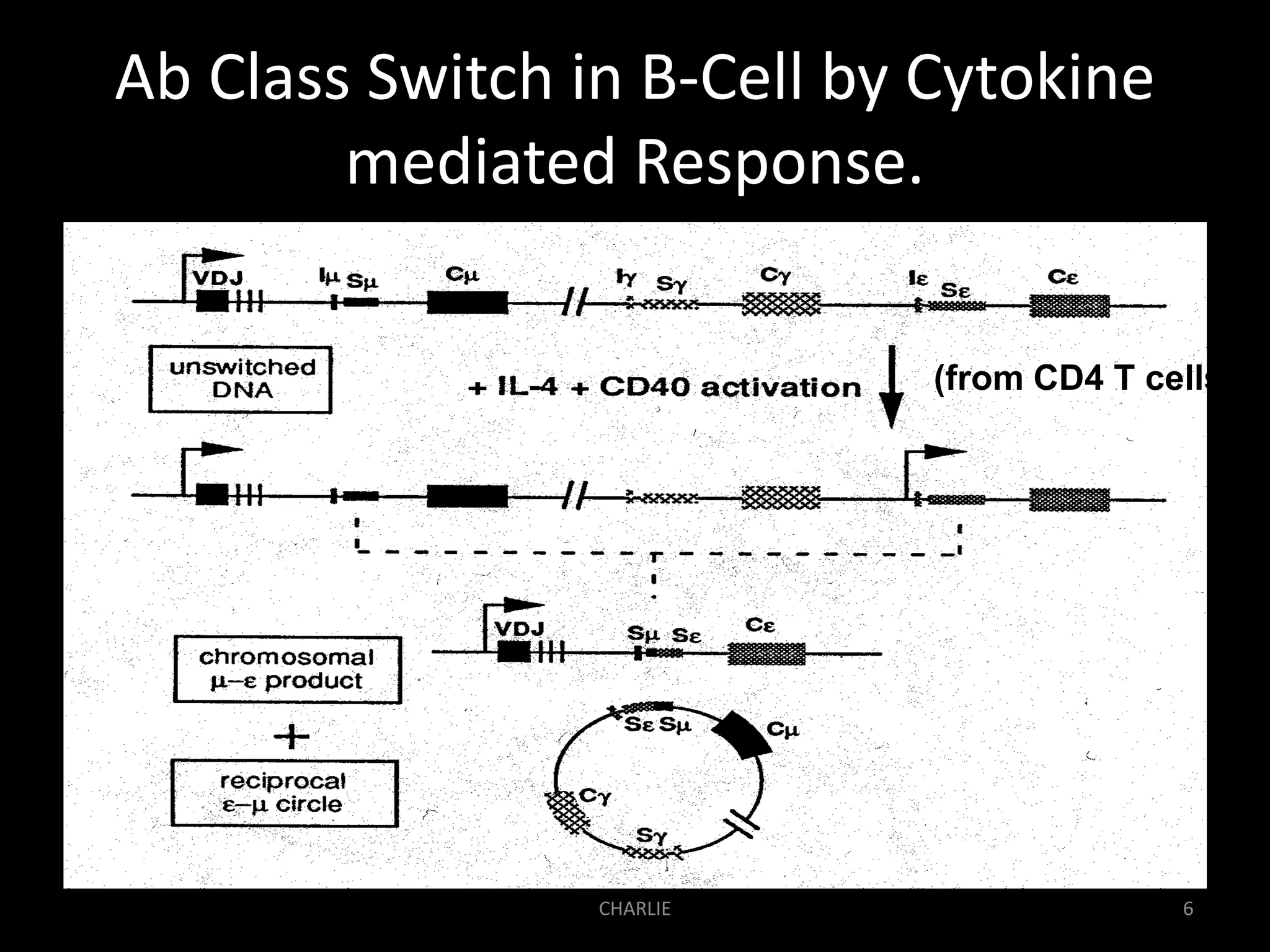 Antibody class switch ppt | PPTX