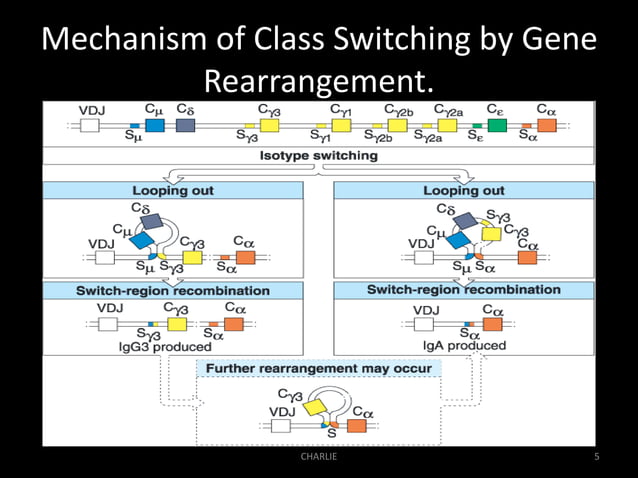 Antibody class switch ppt | PPTX | Genetics | Science