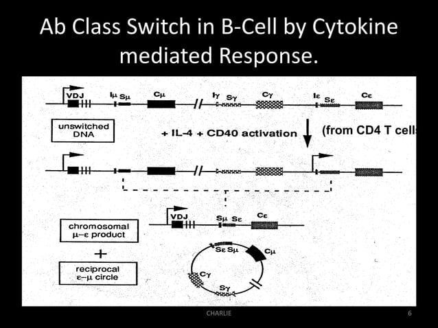 Antibody class switch ppt | PPTX | Genetics | Science