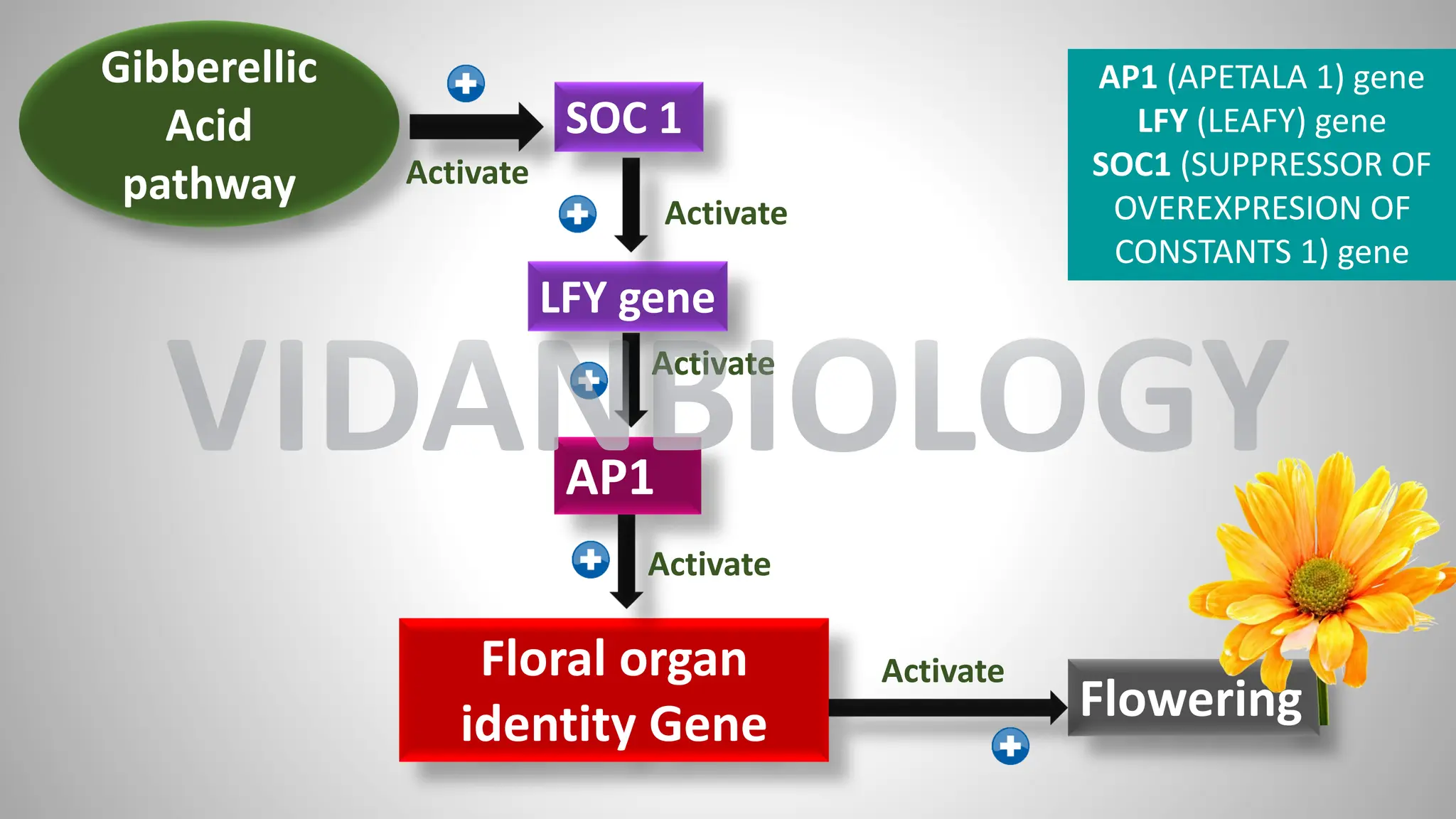ABC Model of Flower development | PDF | Gardening | Home & Garden