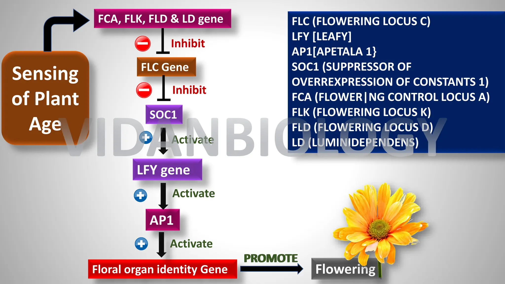ABC Model of Flower development | PDF | Gardening | Home & Garden