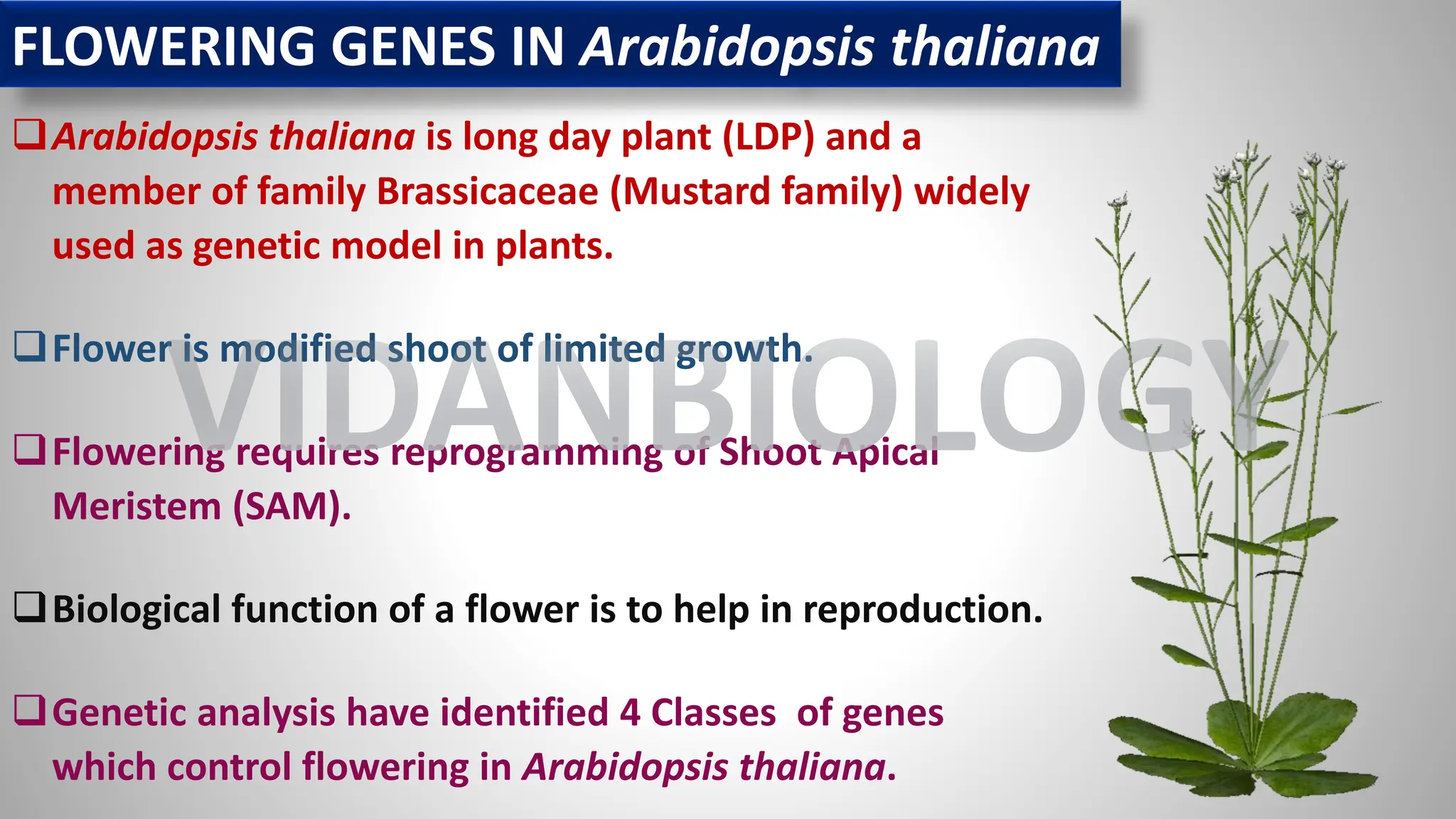 ABC Model of Flower development | PDF | Gardening | Home & Garden