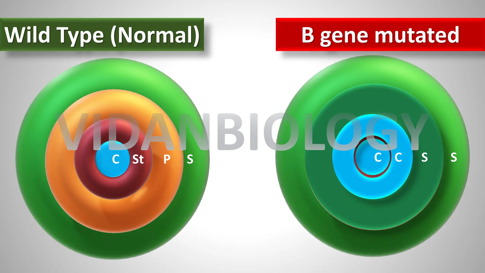 ABC Model of Flower development | PDF | Gardening | Home & Garden