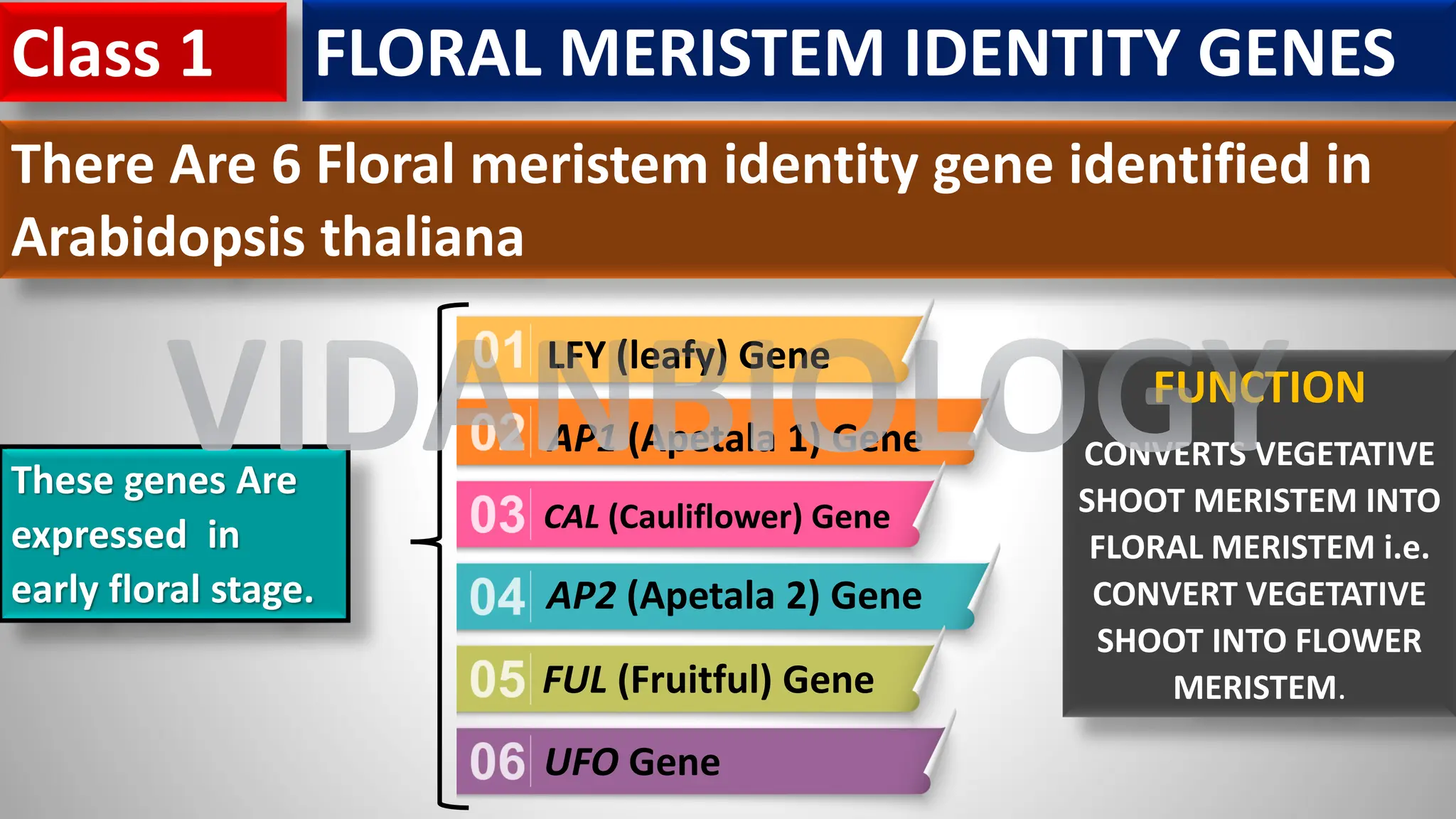 ABC Model of Flower development | PDF