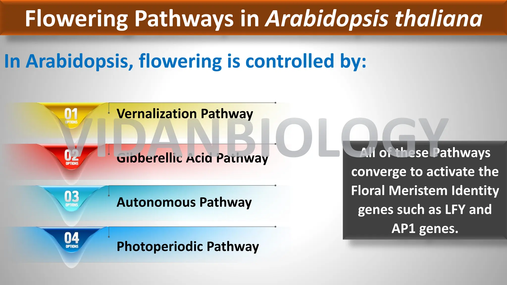ABC Model of Flower development | PDF | Gardening | Home & Garden
