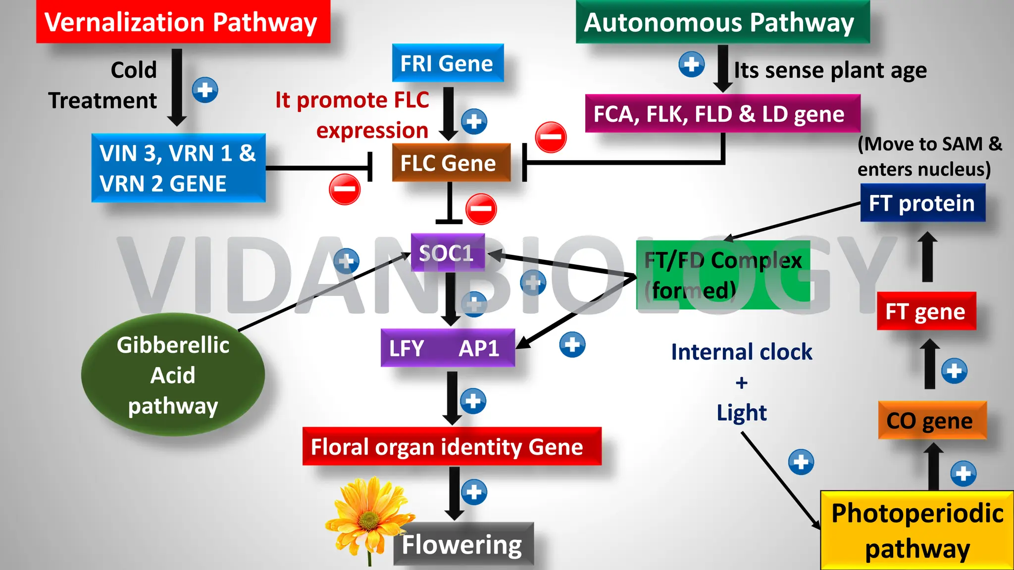ABC Model of Flower development | PDF
