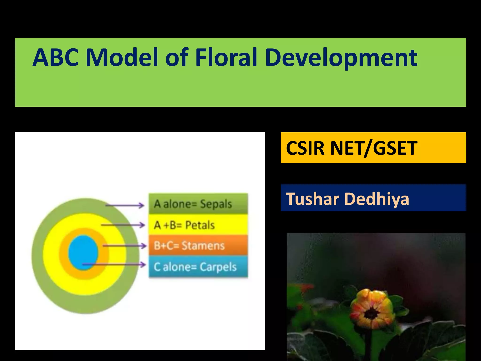Abc model of floral development | PPTX