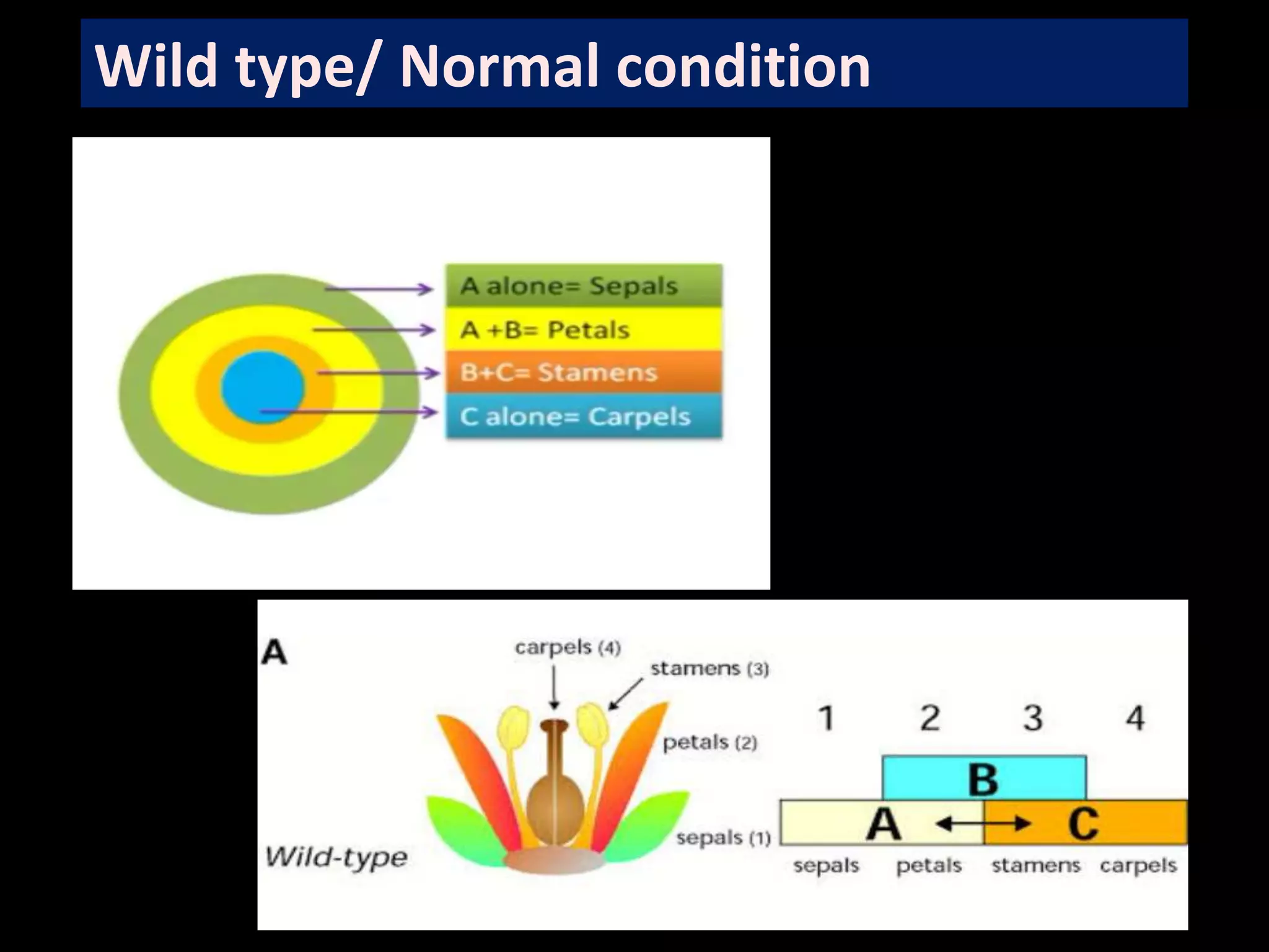 Abc model of floral development | PPTX