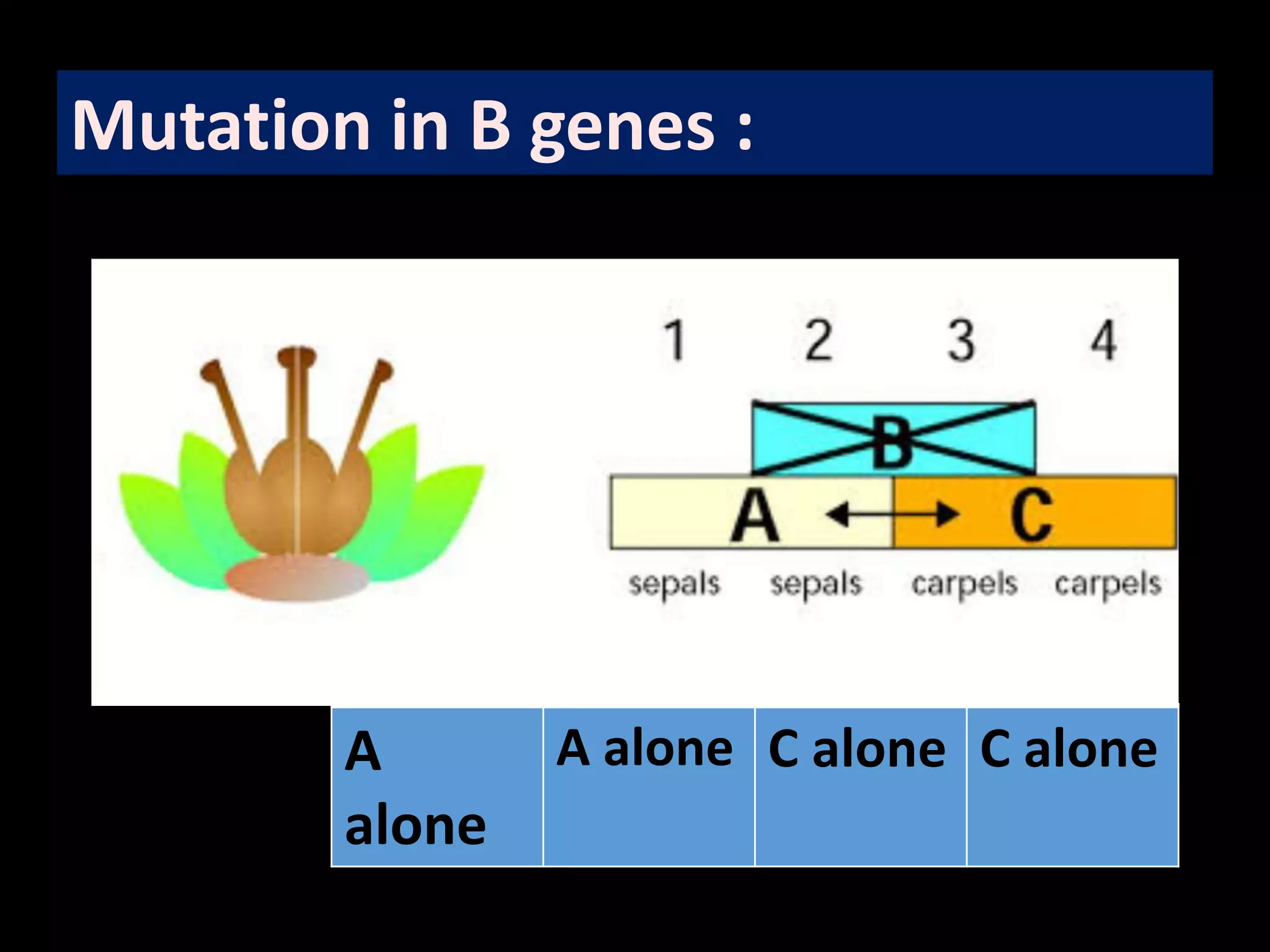 Abc model of floral development | PPTX | Gardening | Home & Garden