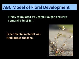Abc model of floral development | PPTX | Gardening | Home & Garden