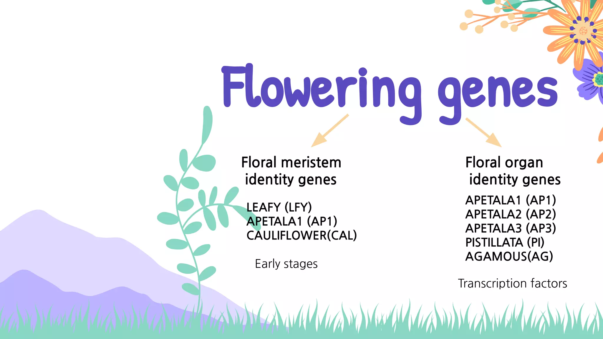 Flowering in plants(Arabidopsis) ABC Model | PDF