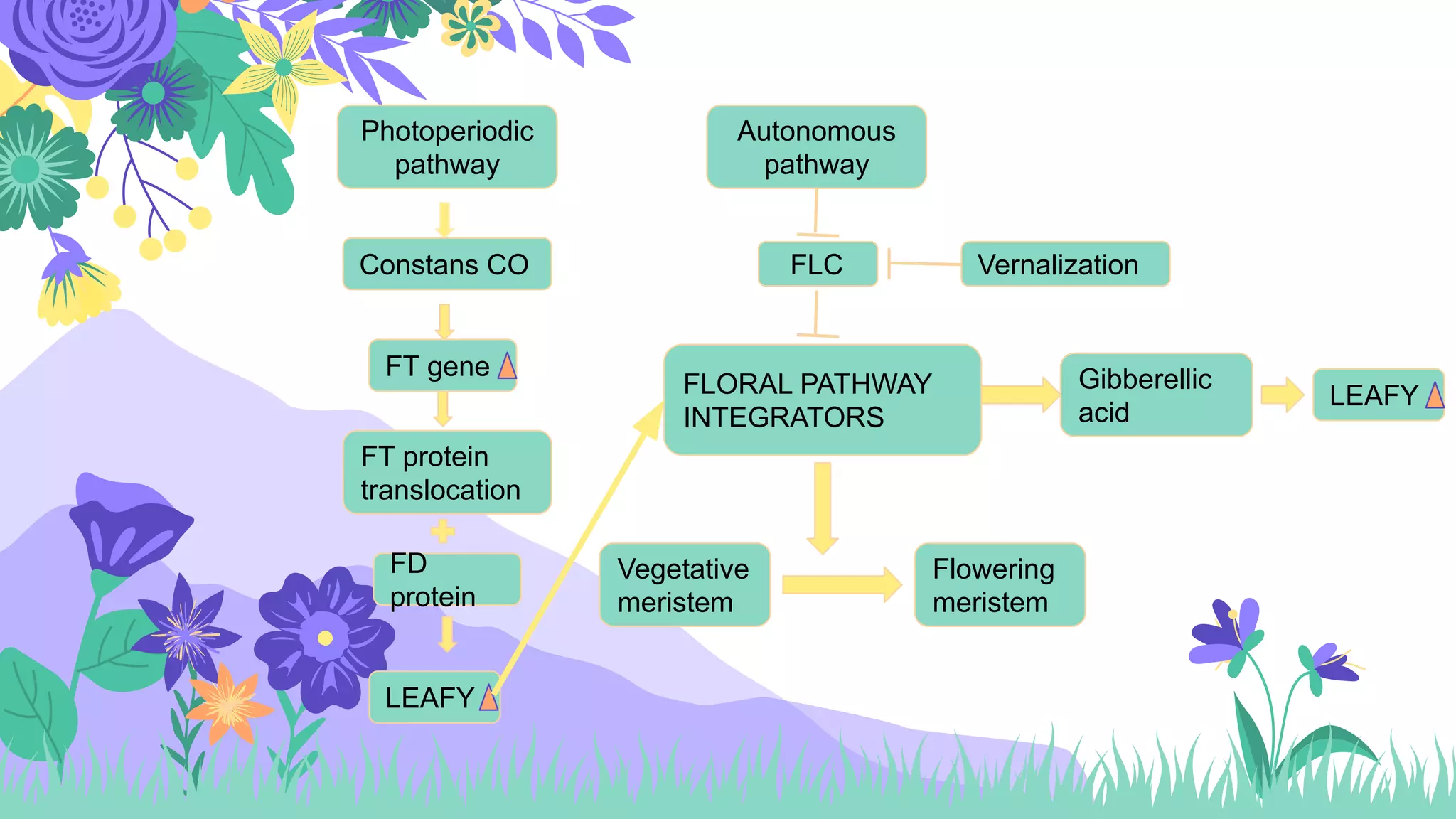 Flowering in plants(Arabidopsis) ABC Model | PDF