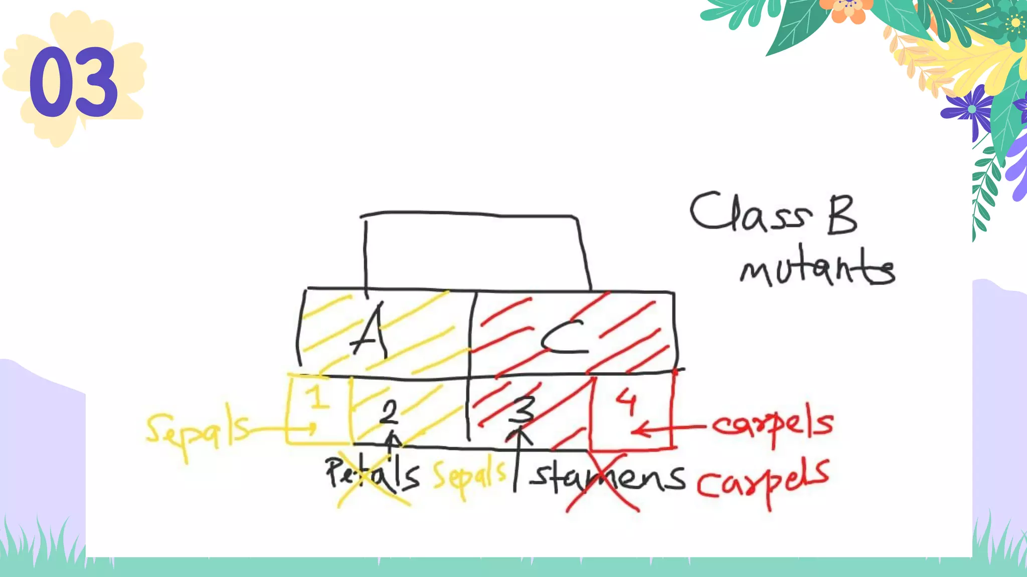 Flowering in plants(Arabidopsis) ABC Model | PDF | Gardening | Home ...