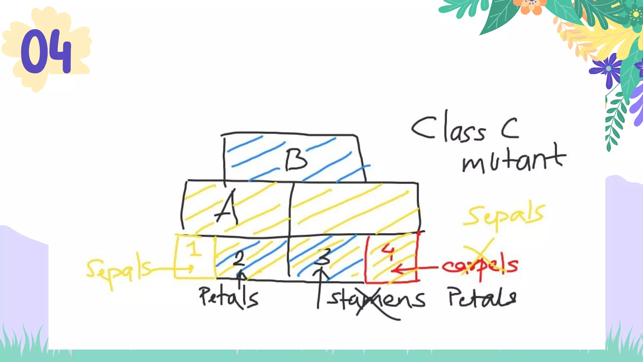 Flowering in plants(Arabidopsis) ABC Model | PDF | Gardening | Home ...