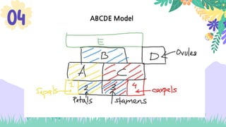 Flowering in plants(Arabidopsis) ABC Model | PDF