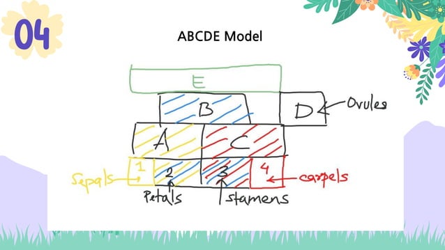 Flowering in plants(Arabidopsis) ABC Model | PDF | Gardening | Home ...