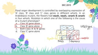 Flowering in plants(Arabidopsis) ABC Model | PDF