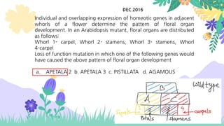 Flowering in plants(Arabidopsis) ABC Model | PDF