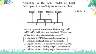 Flowering in plants(Arabidopsis) ABC Model | PDF