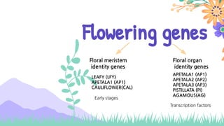 Flowering in plants(Arabidopsis) ABC Model | PDF