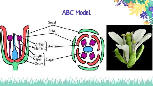 Flowering in plants(Arabidopsis) ABC Model | PDF | Gardening | Home ...