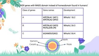 Flowering in plants(Arabidopsis) ABC Model | PDF