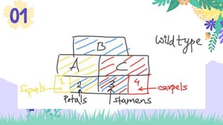 Flowering in plants(Arabidopsis) ABC Model | PDF | Gardening | Home ...