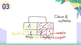 Flowering in plants(Arabidopsis) ABC Model | PDF | Gardening | Home ...