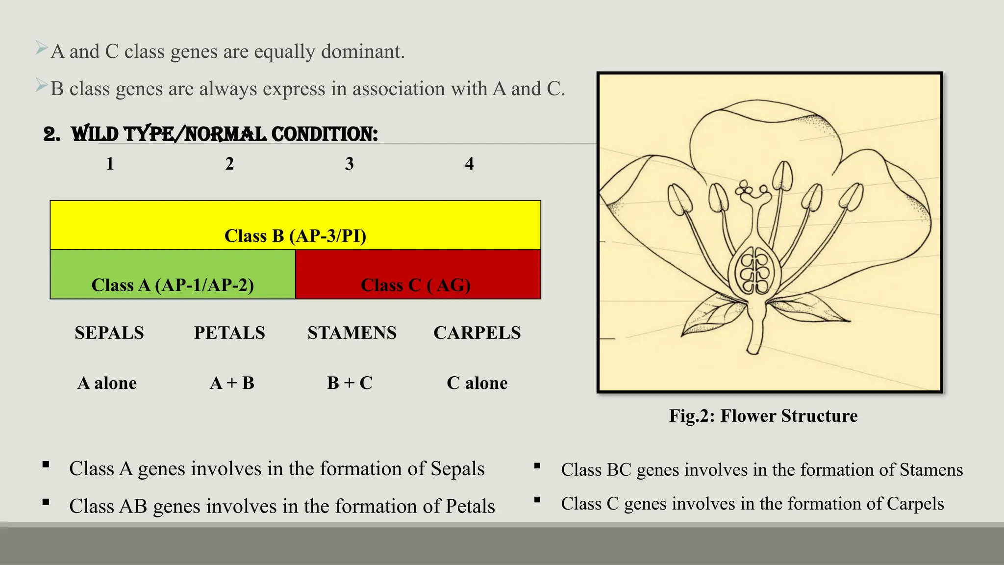 ABC Model of Flower development Botany Plant Physiology | PPTX