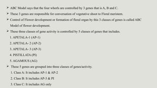 ABC Model of Flower development Botany Plant Physiology | PPTX