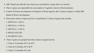 ABC Model of Flower Developement in Plants | PDF