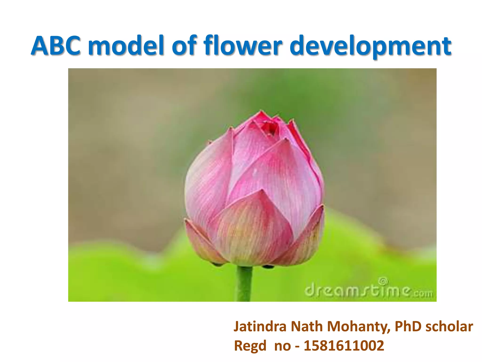 Abc model of flower development | PPTX