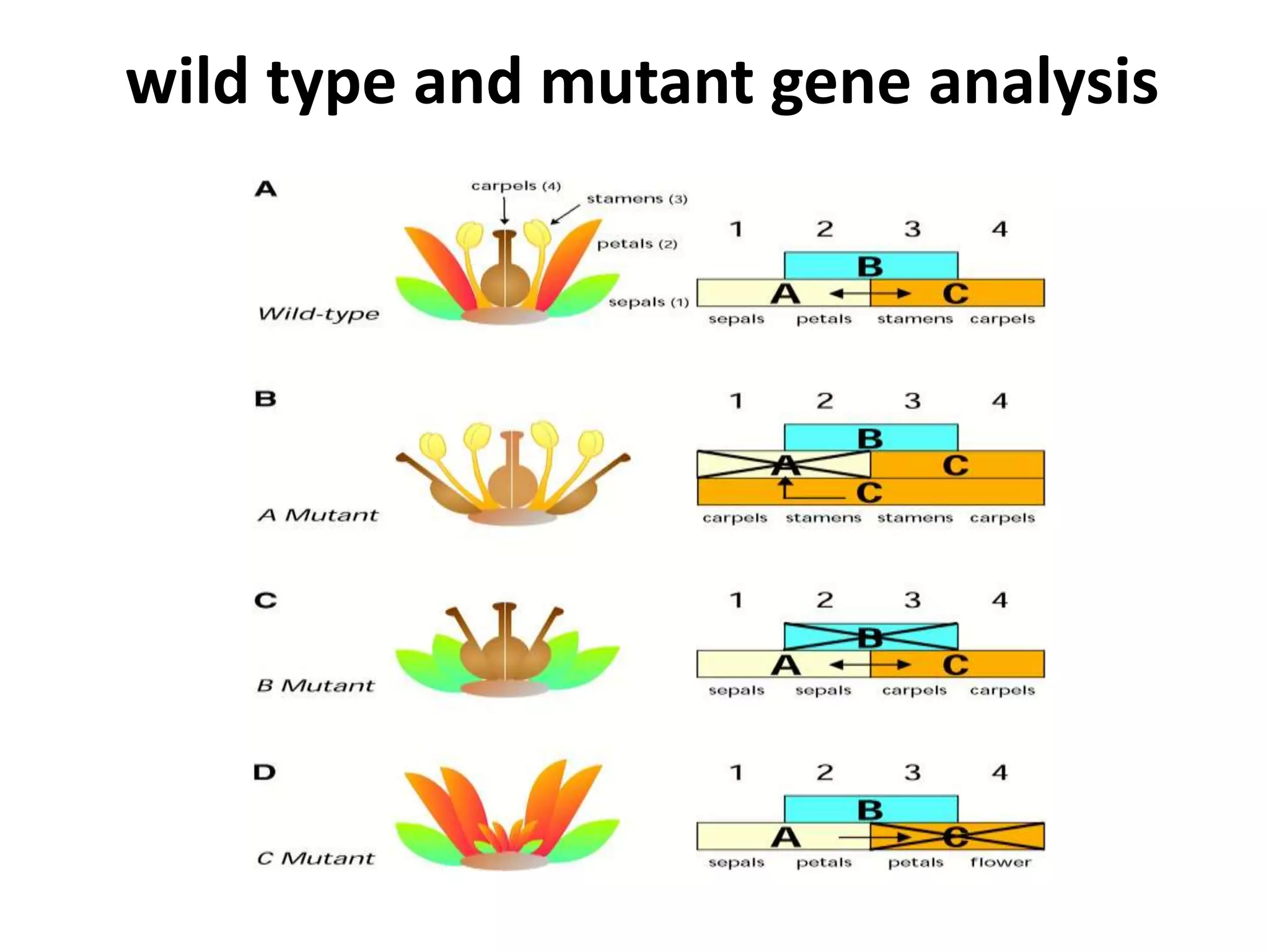 Abc model of flower development | PPTX