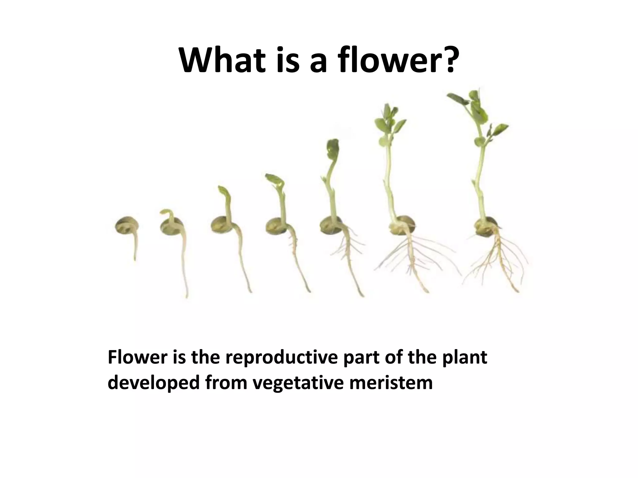 Abc model of flower development | PPTX