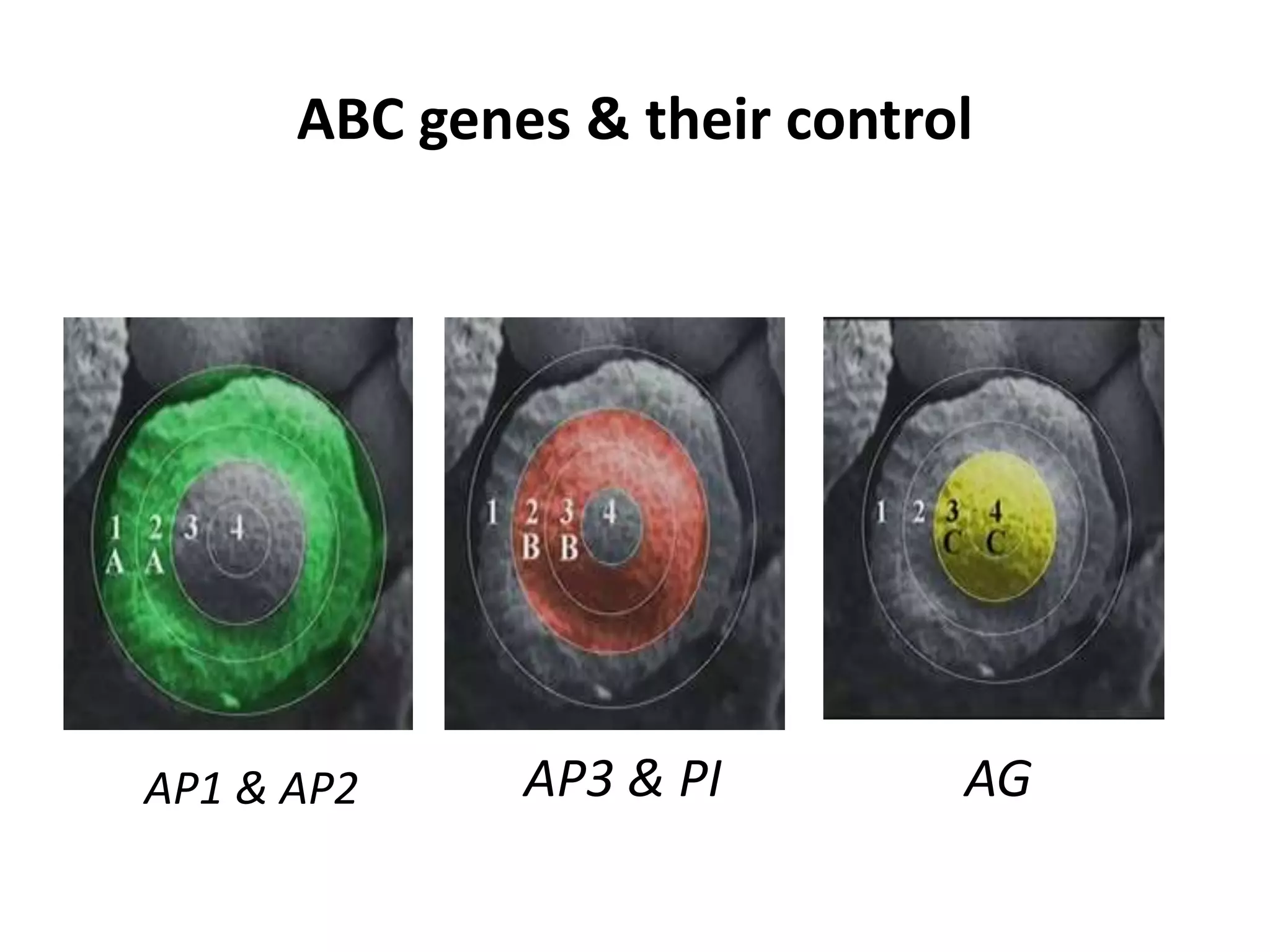 Abc model of flower development | PPTX