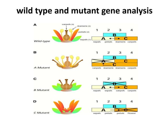 Abc model of flower development | PPTX