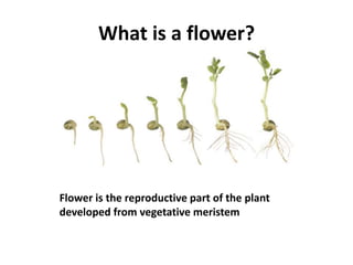 Abc model of flower development | PPTX